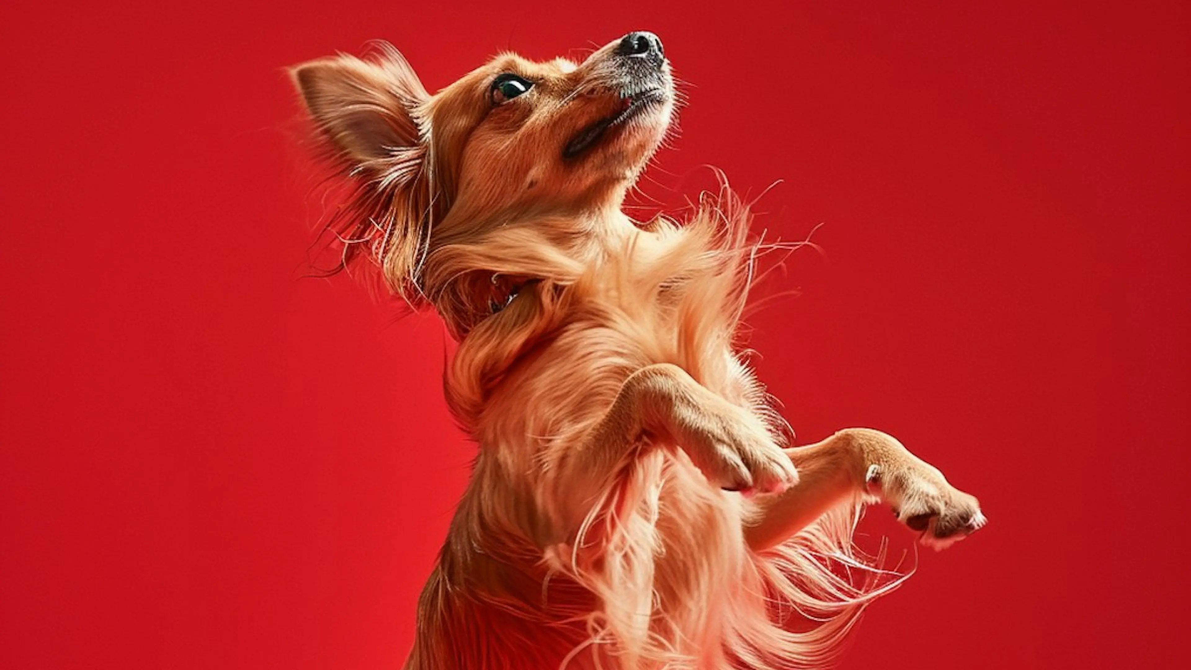 15 Animals You Won’t Believe Actually Exist And Are Totally Unique - Vyral