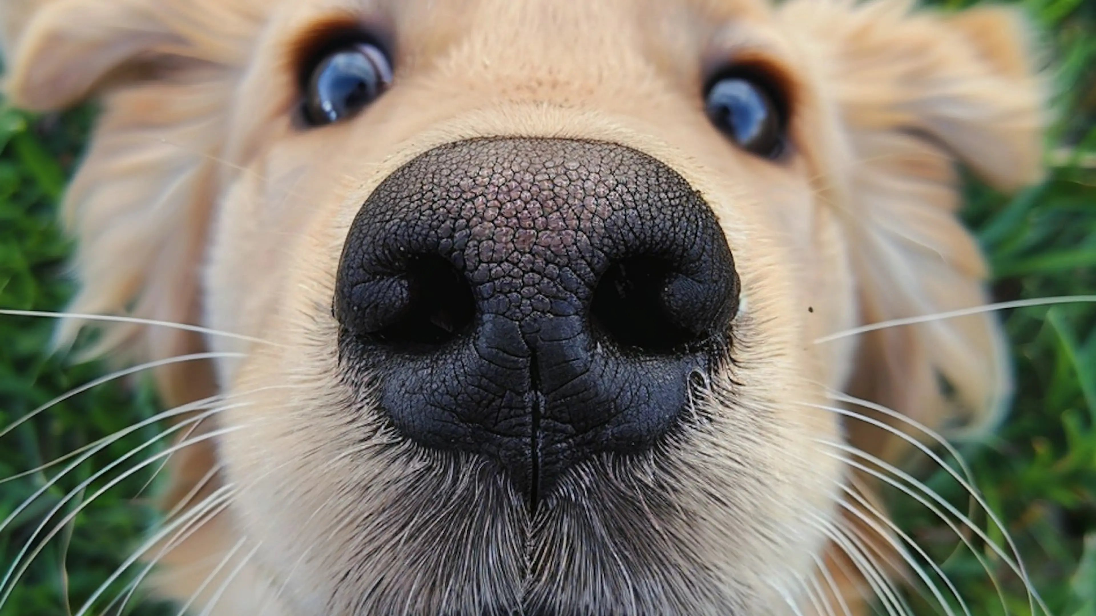 The Internet’s All-Time Favorite Animal Meme And Why Does It Still Go ...